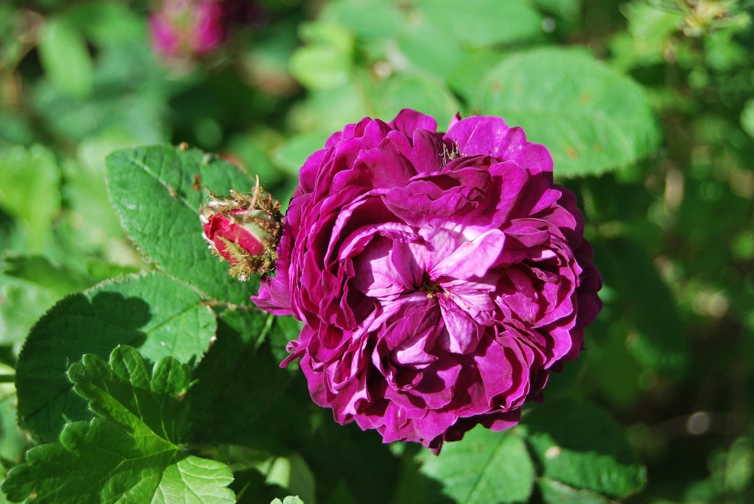 Rosa Centifolia Muscosa 'captain John Ingram' - Old Rose - Very ...