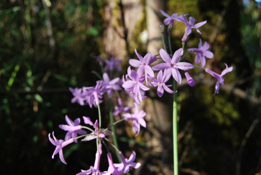 Tulbaghia Violacea - Tulbaghie - Edible Flowers - Garden Plant ...