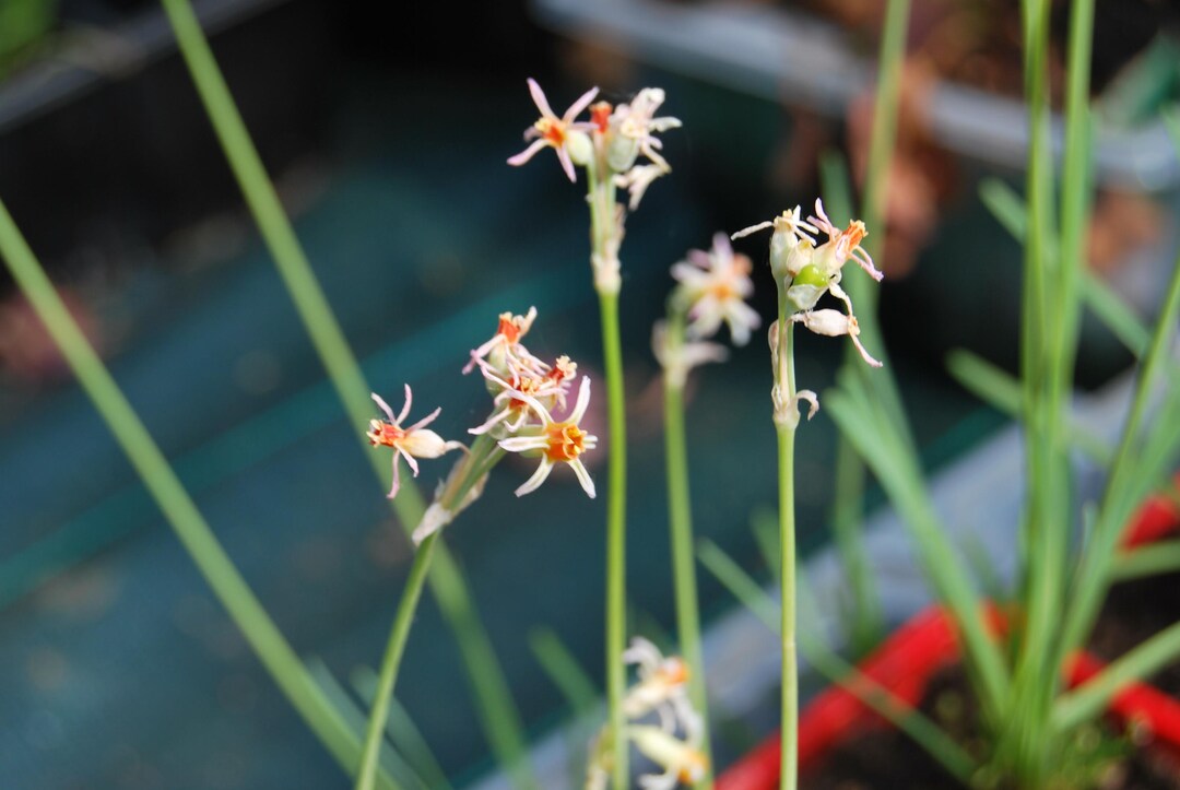 Tulbaghia Leucantha 'larg Form' - Tulbaghie - Garden Plant - Perennial ...