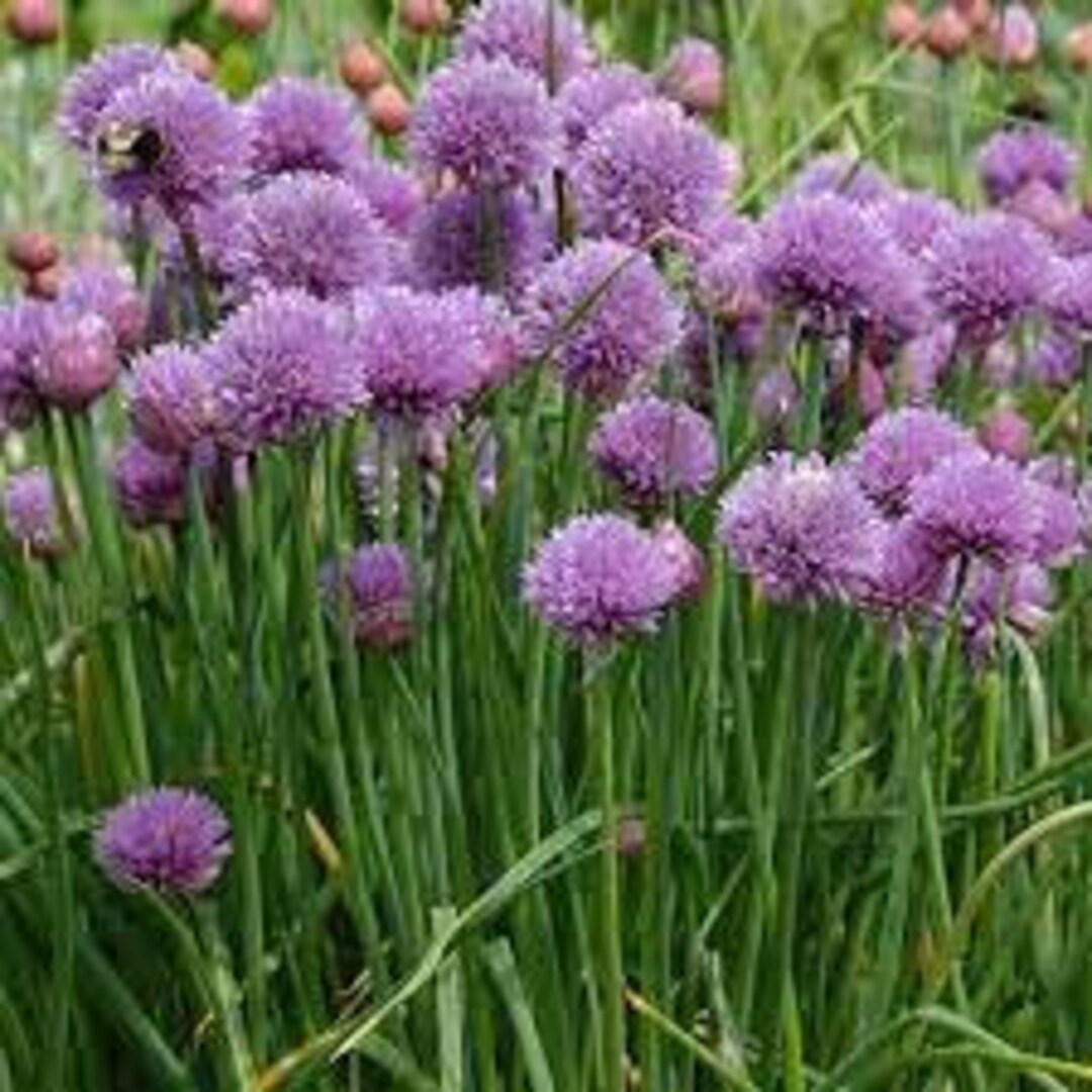 Chives Edible Plant Food Plant Vegetable Plant Garden Plant Perennial ...