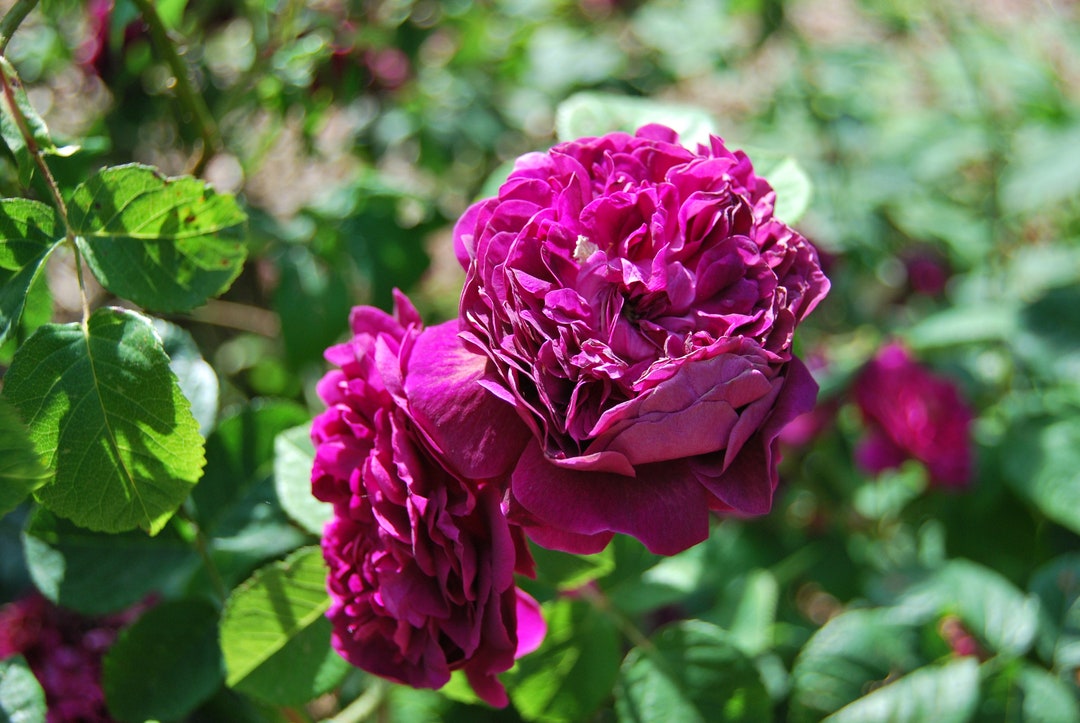 Rosa Gallica 'hippolyte' - Old Shrub Rose - Very Fragrant - Unrooted ...