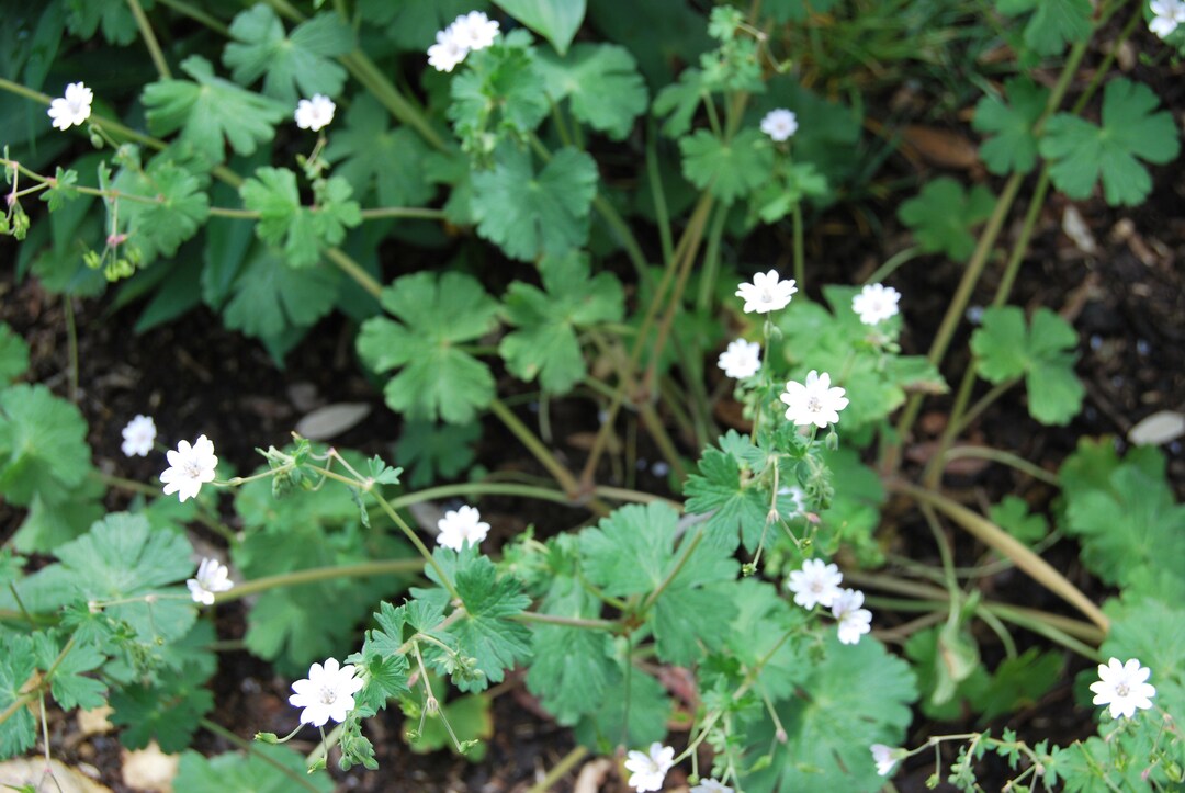 Geranium Pyrenaicum 'summer Snow' - Perennial Geranium - Garden Plant ...