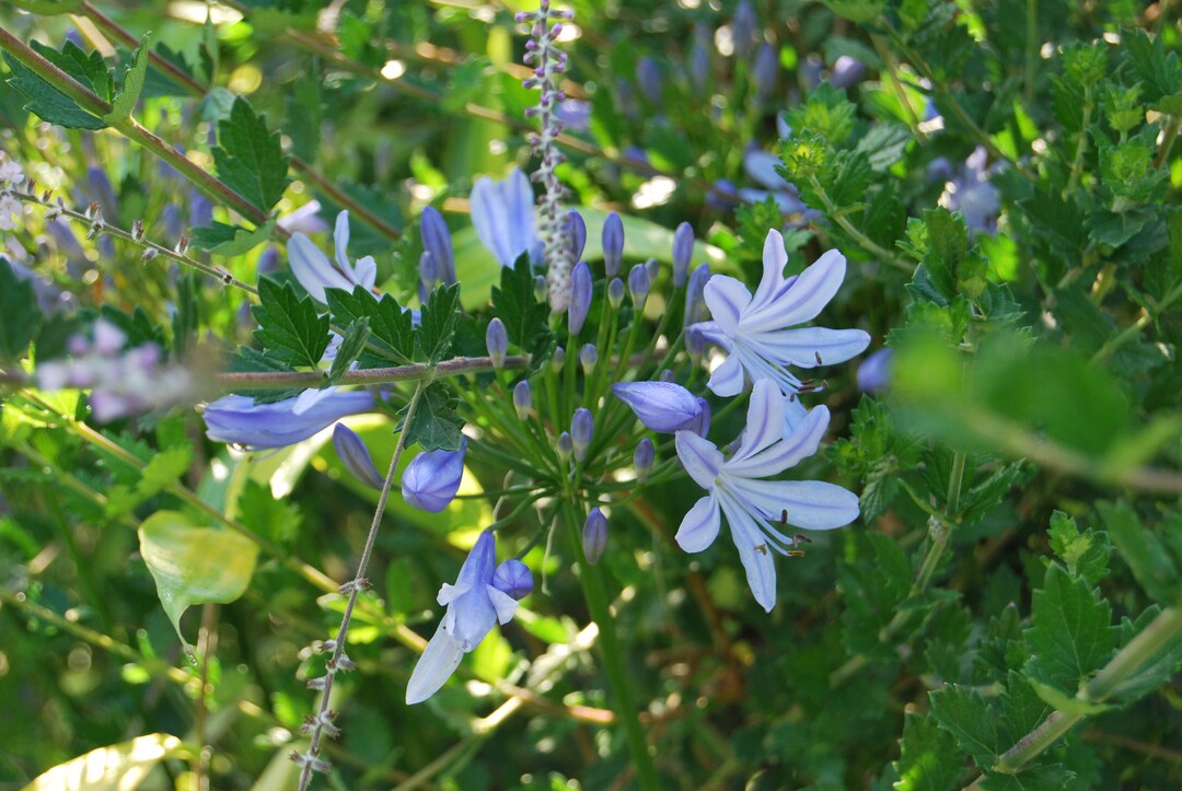 Agapanthus 'sunfield' Agapanthus Amur Flowers Garden Plant Perennial ...