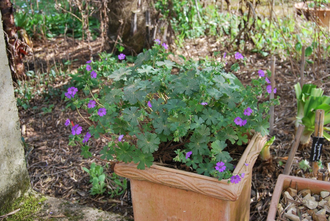 Geranium Pyrenaicum 'bill Wallis' - Perennial Geranium - Garden Plant ...