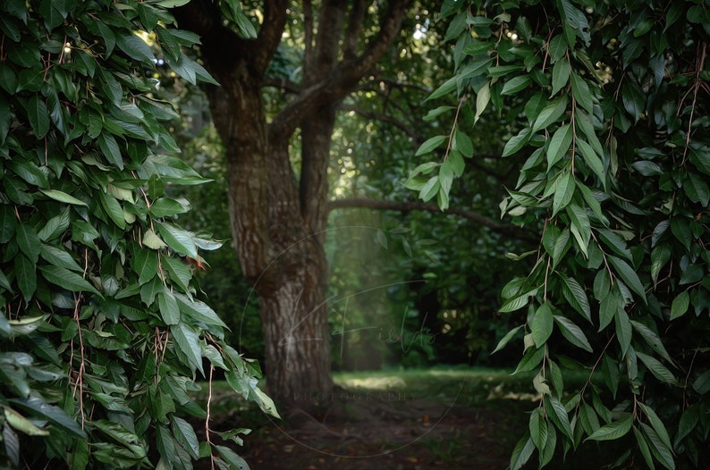 Forest Foliage Digital Background Backdrop / Secret Garden / Tree ...