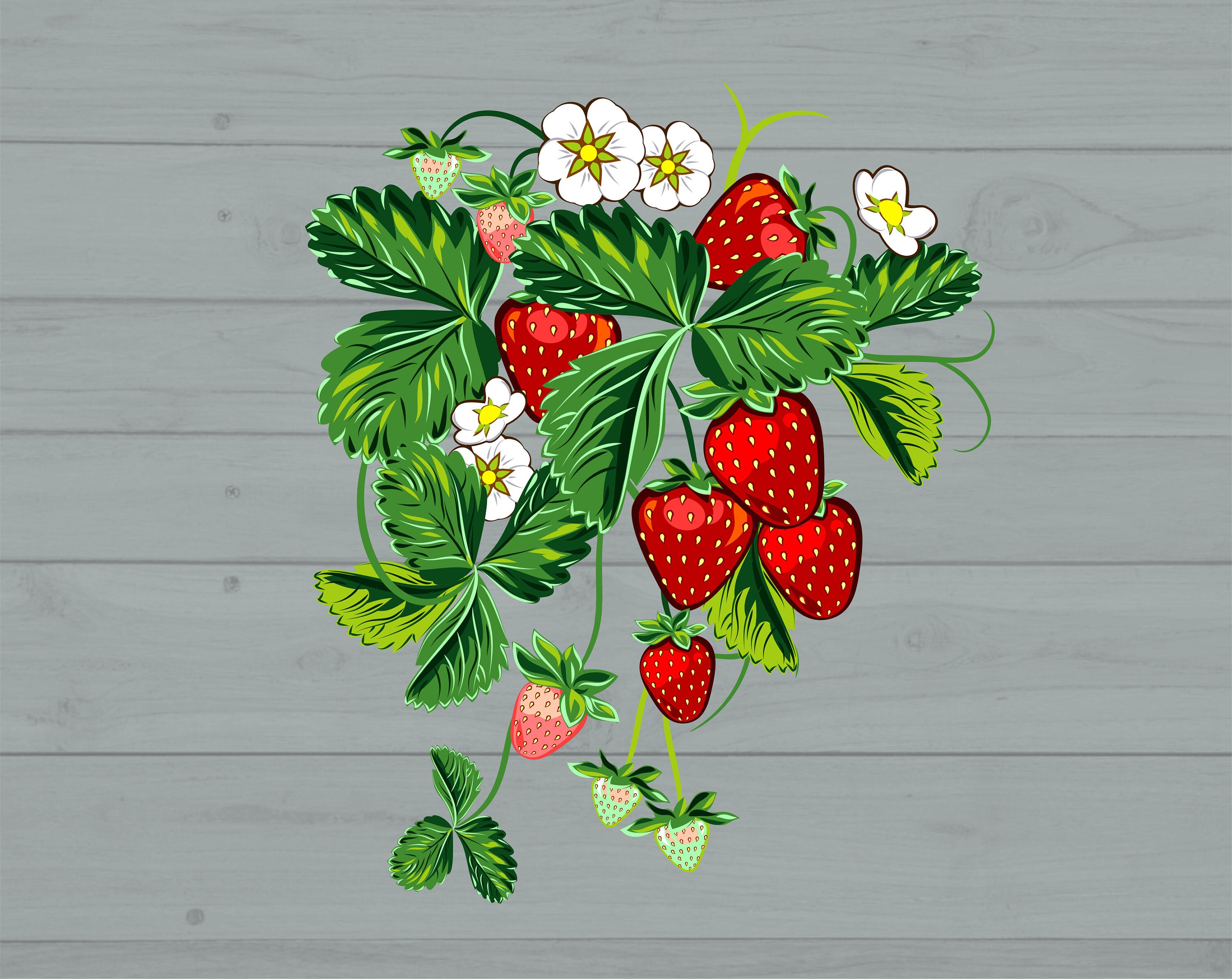 Berry Bush Drawing