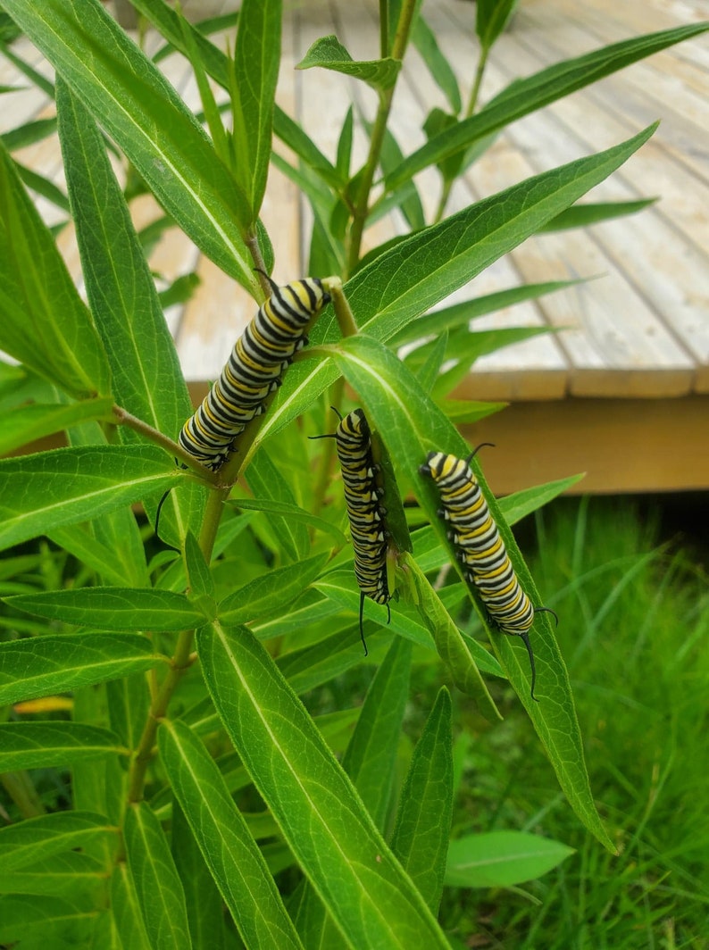 Swamp Milkweed Seeds, Asclepias Incarnata, Monarch Butterfly, Host ...