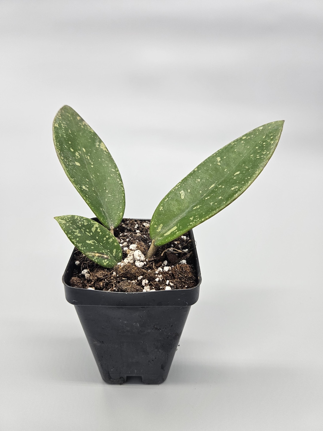 Hoya Silver Dollar Splash : Houseplant, Beginner Friendly, Wax Plant - Etsy