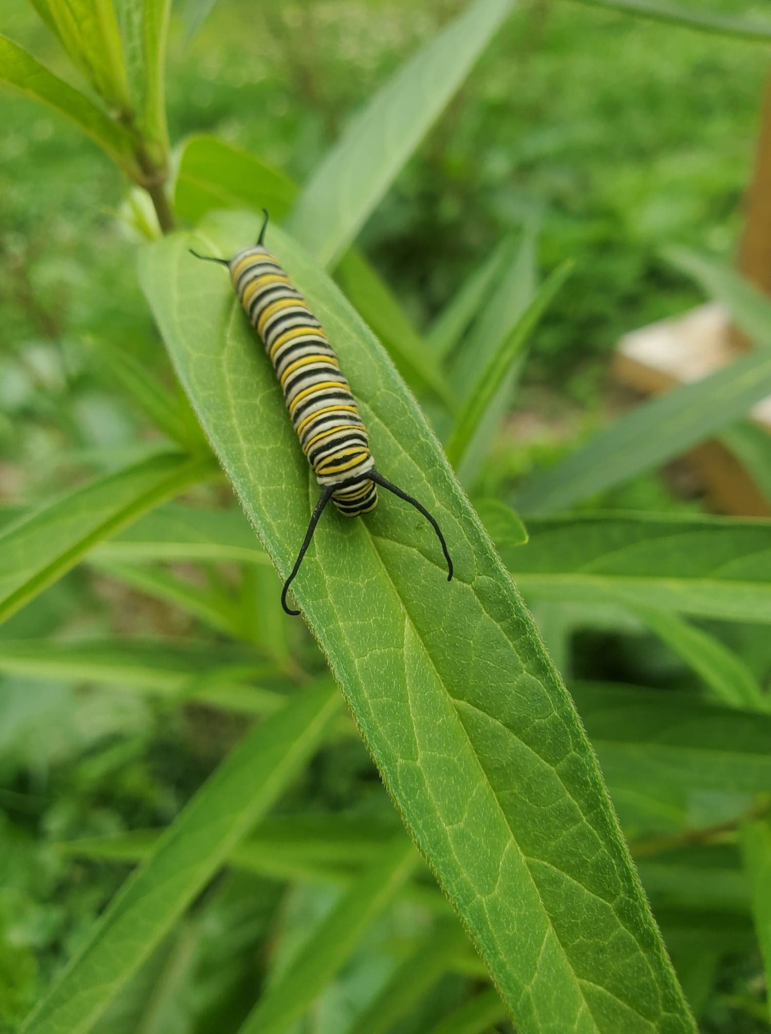 Swamp Milkweed Seeds, Asclepias Incarnata, Monarch Butterfly, Host ...