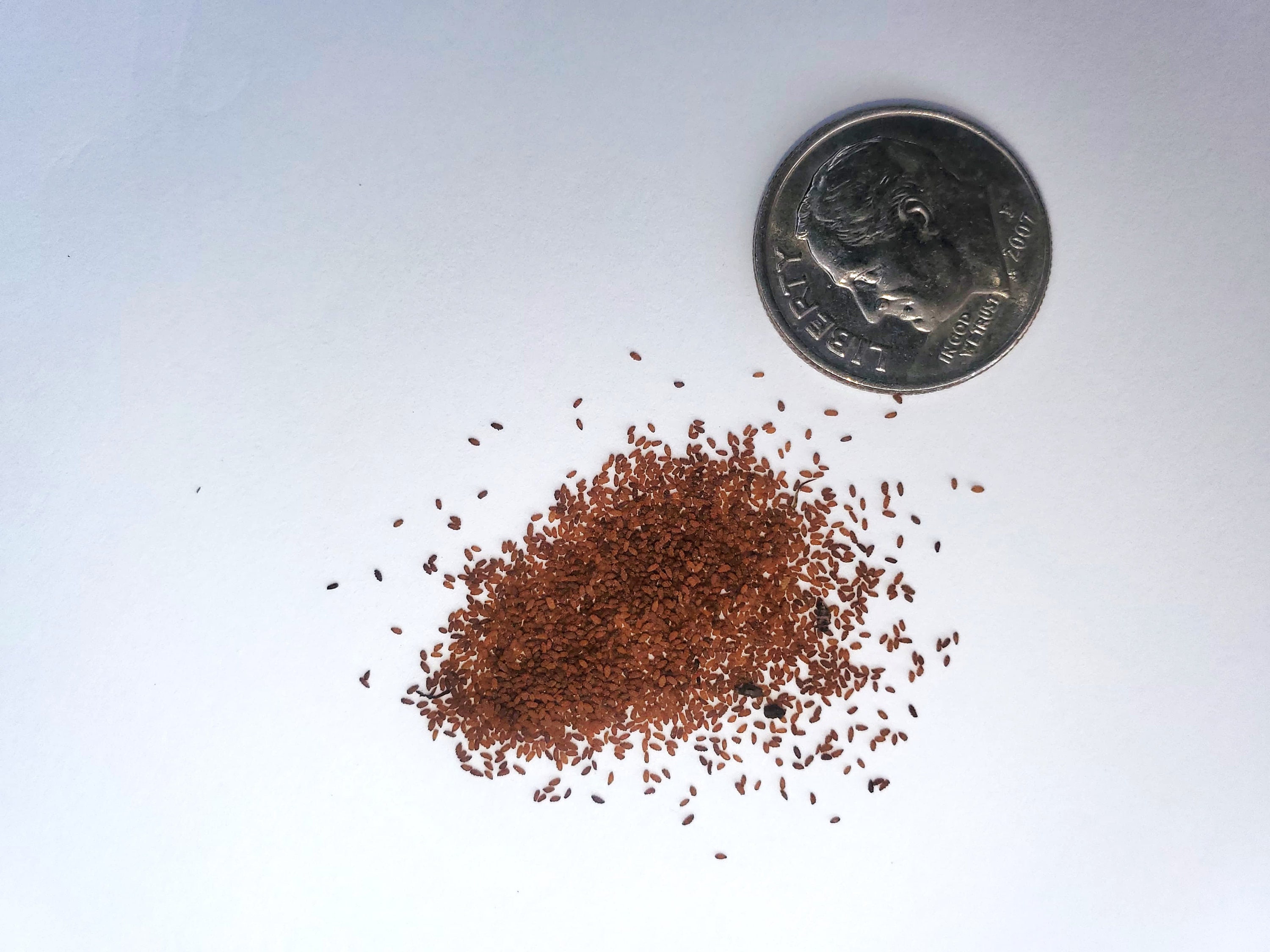 Cardinal Flower, Native Seed, Lobelia Cardinalis, Hummingbird, Garden ...