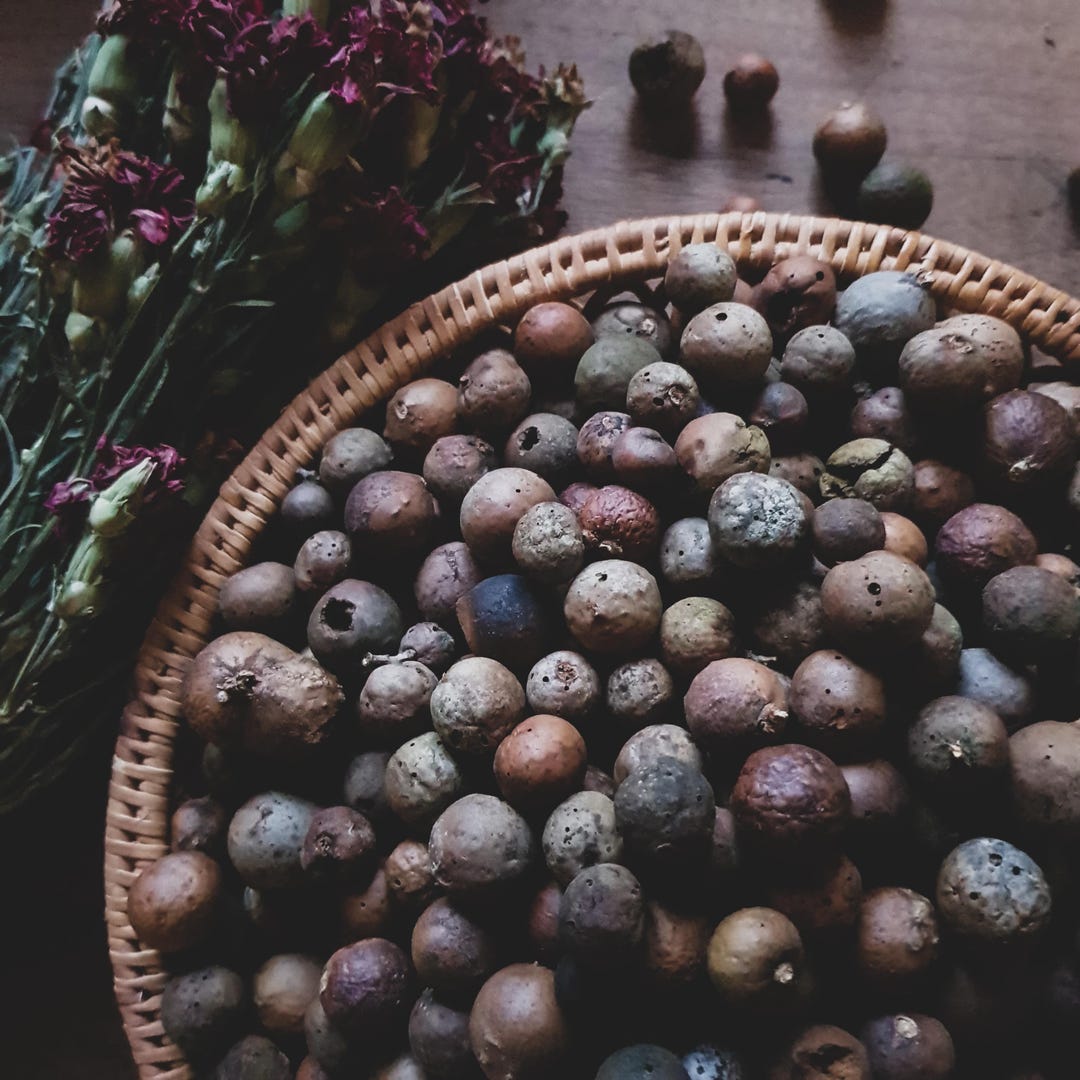 Oak Marble Galls X 20, Iron Gall Ink & Dyes, DIY Ink, Tree Galls ...