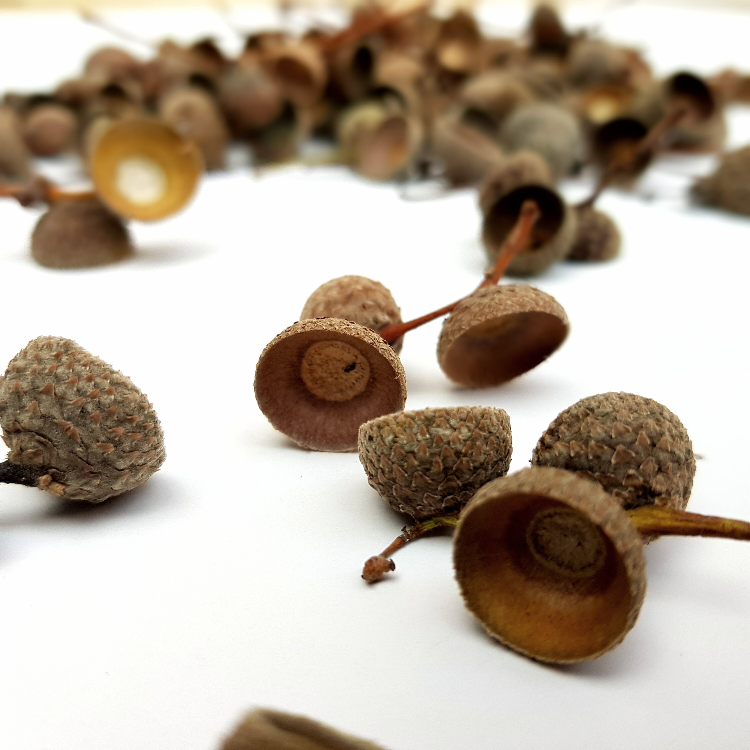 100 NATURAL ACORN CUPS Craft Centrepiece Autumn/Fall | Etsy