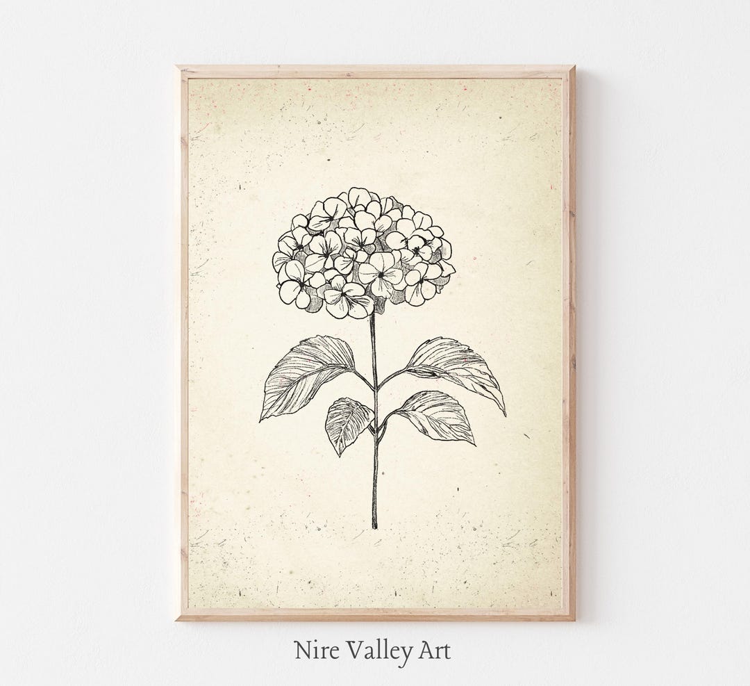 Minimalist Hydrangea Floral Sketch Wall Art, Vintage Gallery Decor ...