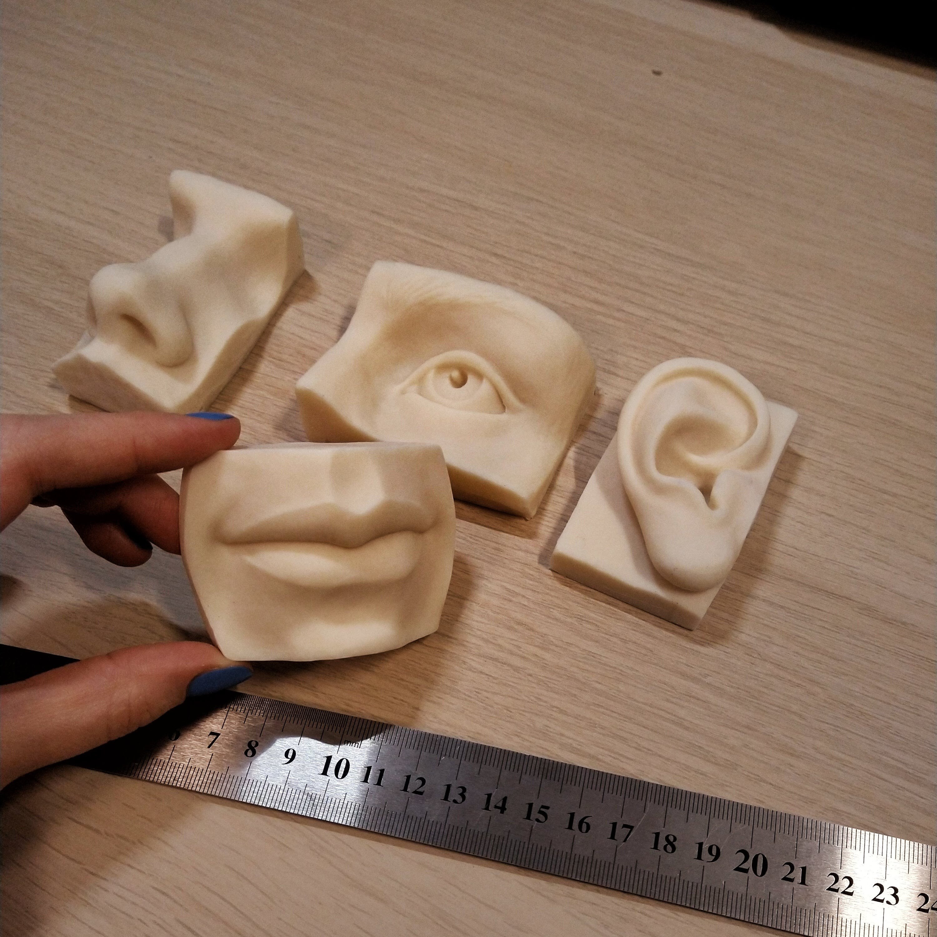 Anatomy References Facial Features Nose Ear Mouth and Eye | Etsy