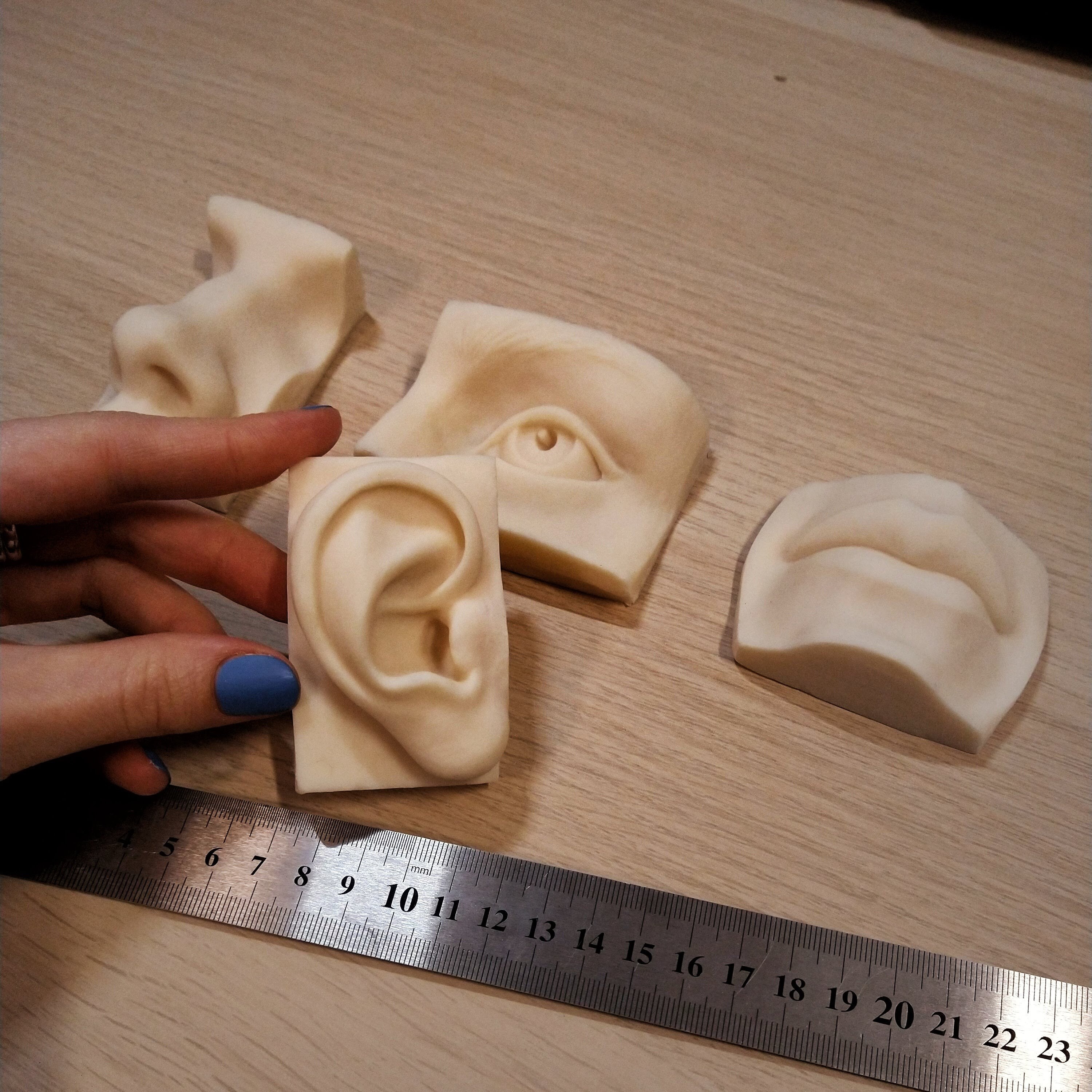 Anatomy References Facial Features Nose Ear Mouth and Eye | Etsy