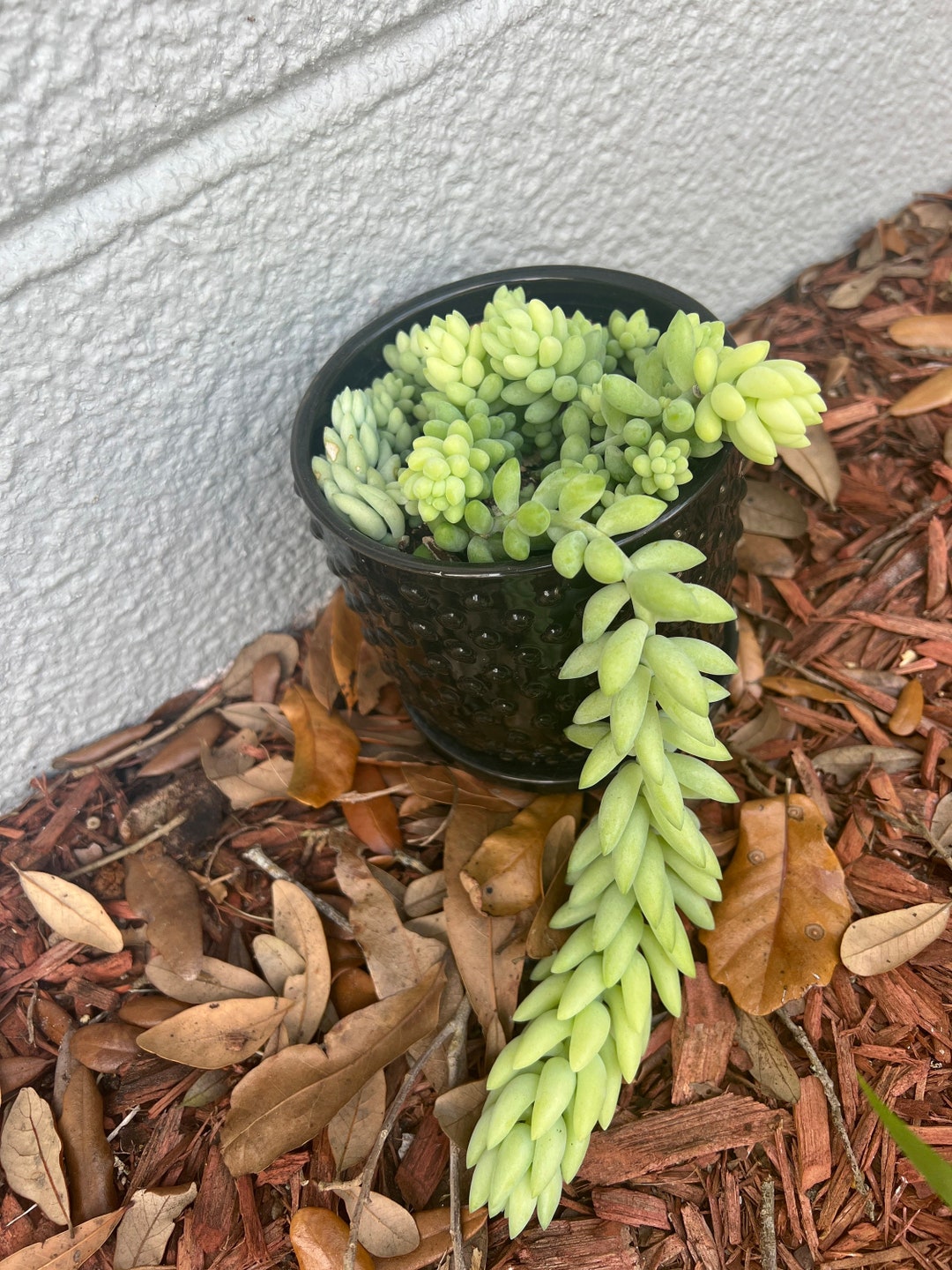 Burros Tail Sedum Morganianum Donkey Tail Trailing Plant Succulent - Etsy
