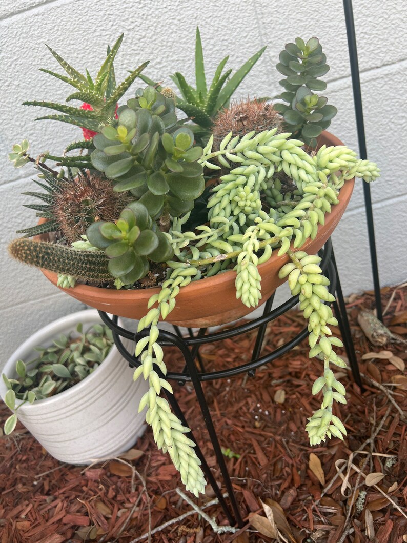 Burros Tail Sedum Morganianum Donkey Tail Trailing Plant Succulent - Etsy