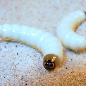 Honeycomb Moth /greater Wax Moth Glass Animal/figurine, Size Approx. 20 ...