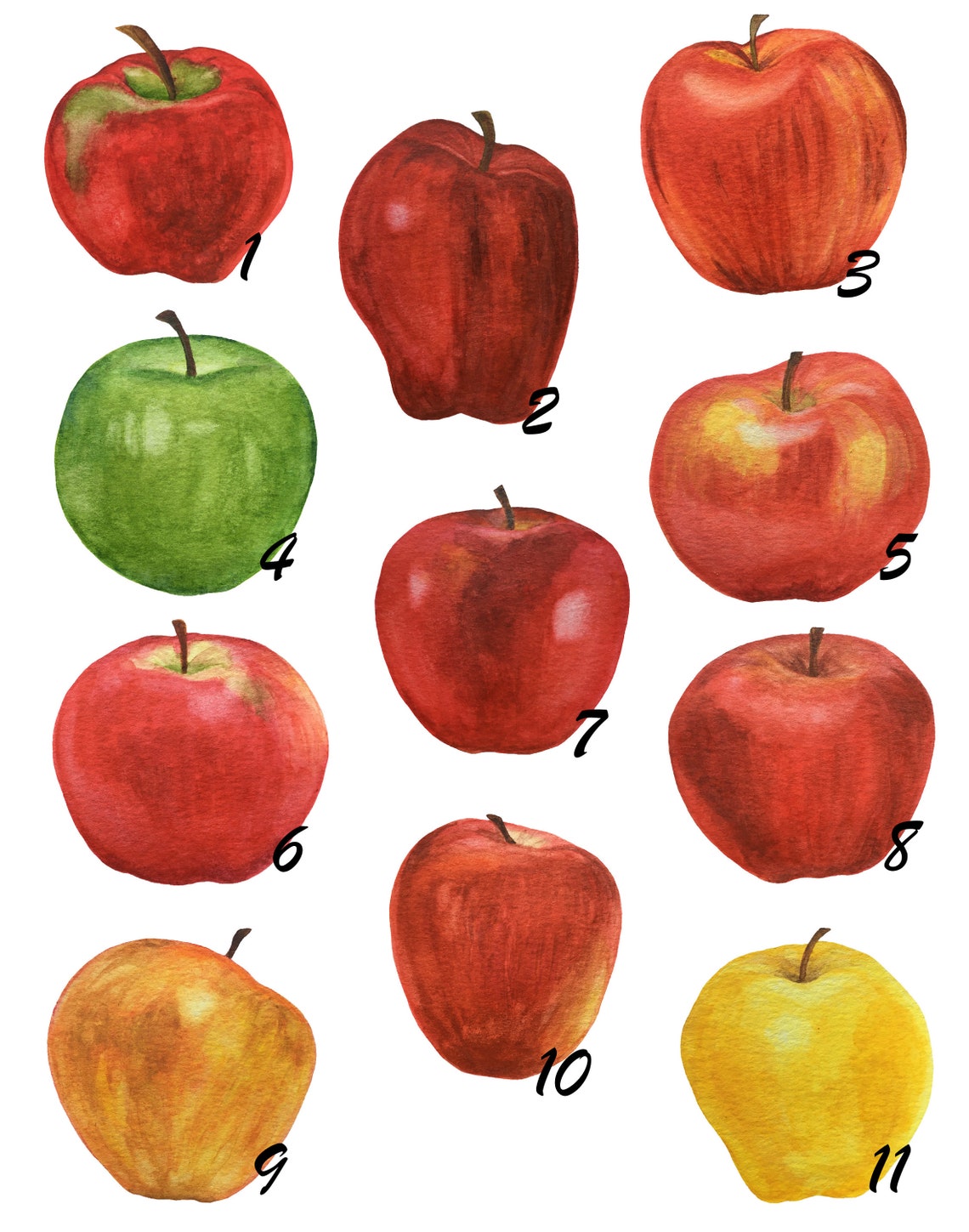 Hand Painted Watercolor Apple Clip Art Digital Download Clipart ...