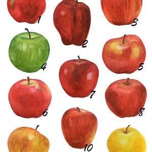 Hand Painted Watercolor Apple Clip Art Digital Download Clipart ...