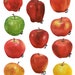 Hand Painted Watercolor Apple Clip Art Digital Download Clipart ...
