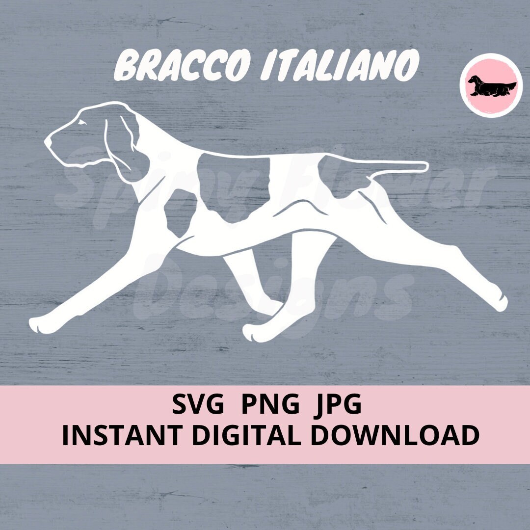 Bracco Italiano Dog Gaiting Digital Download SVG JPG PNG Clipart - Etsy