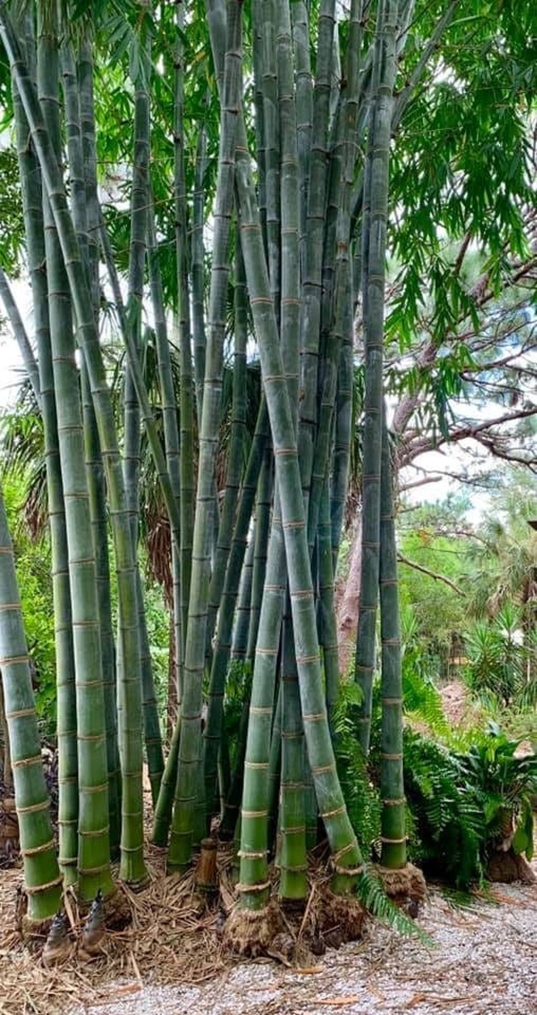 Bamboo Giganteus Dendrocalamus Asper S2 Dragon 15 Fertile Seeds Harvest ...