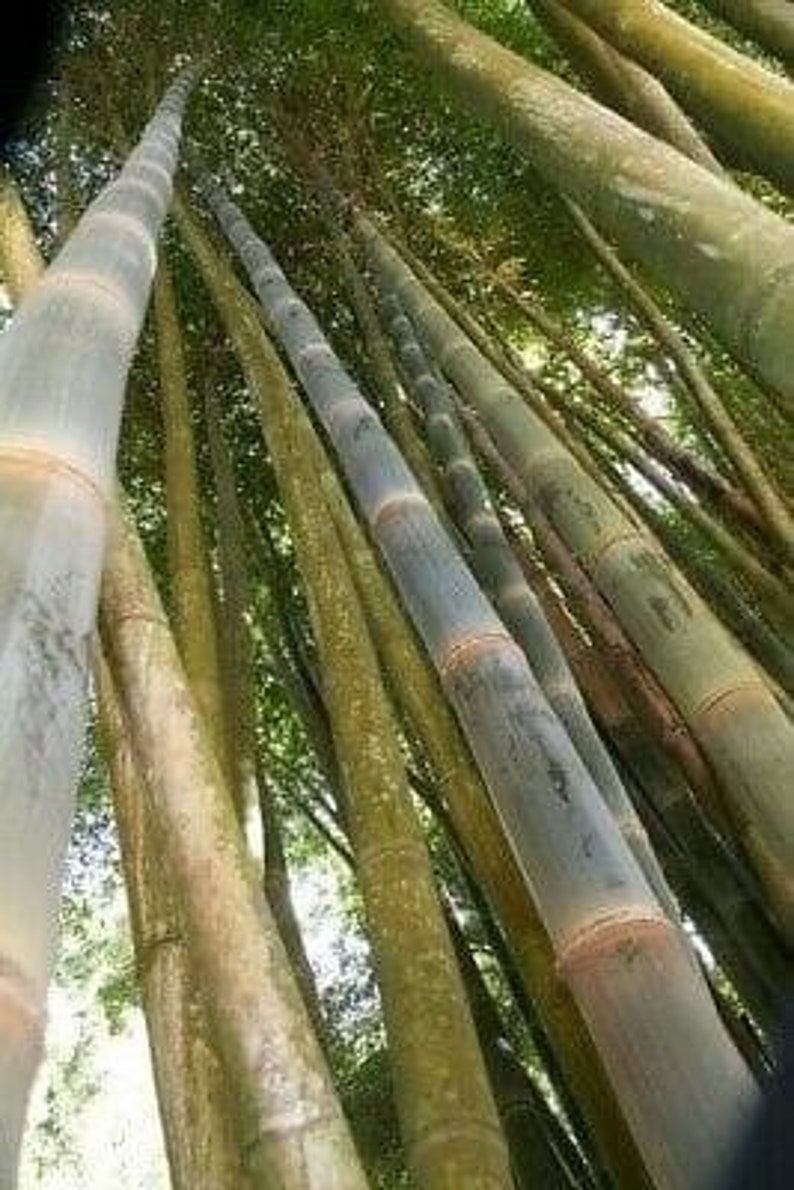 Bamboo Giganteus Dendrocalamus Asper S2 Drago 20 Seeds Fertile Harvest May 2023. More Guide for ...
