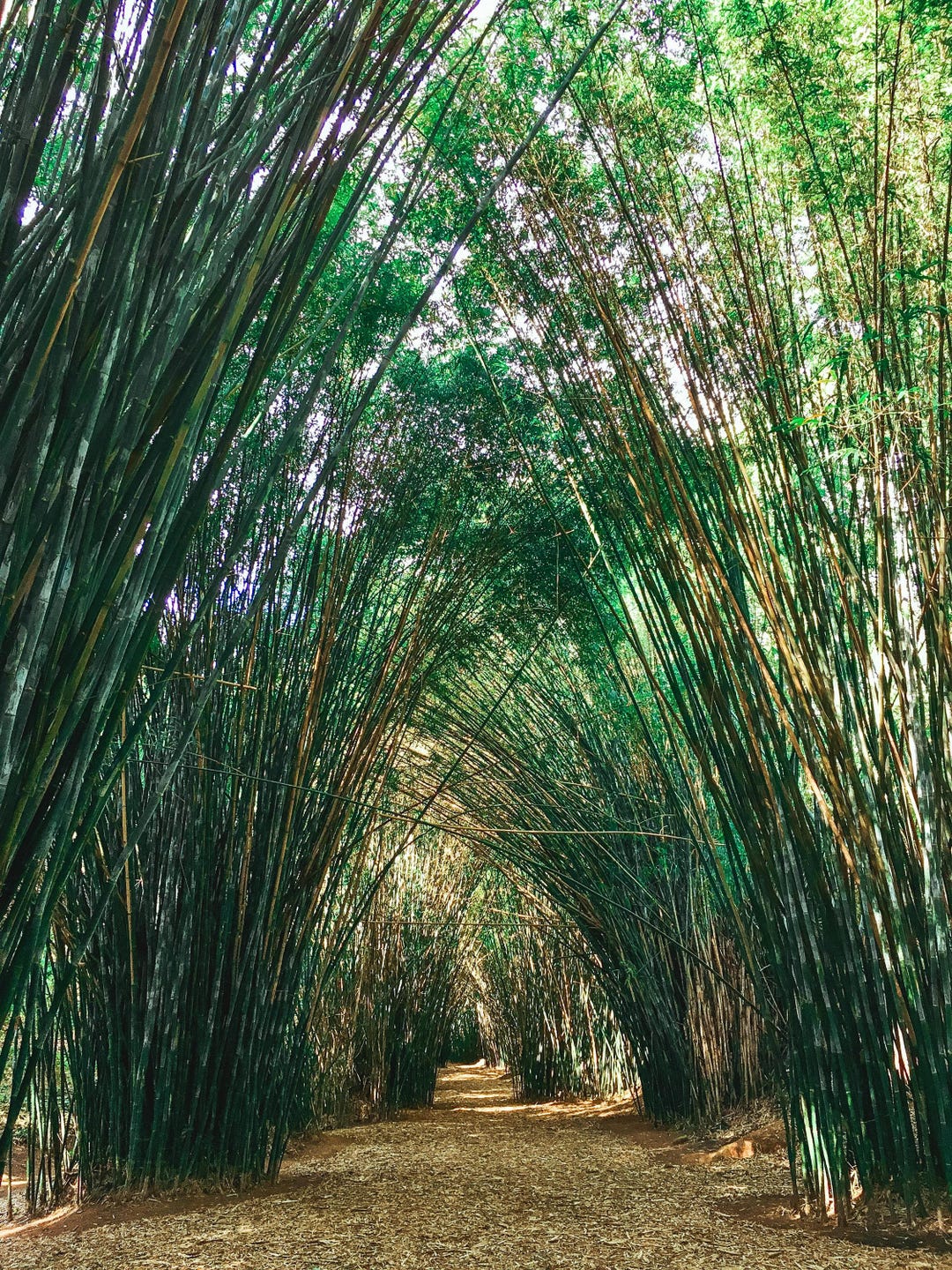 Bambusa Tulda Bamboo, 10 Seeds Harvest 05/2024 More Sowing Guide for Germination of Iron Wood ...