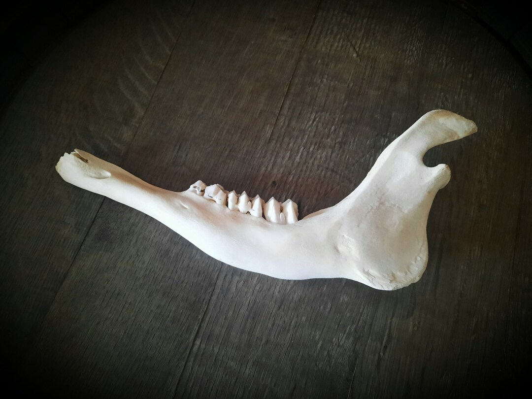 Baby Moose Calf Jaw Bone Taxidermy Curiosity Rustic Home - Etsy