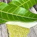 Mango Leaf Tea Pure Herbal Tea Series by Palm Beach Herbals 30 Tea Bags ...