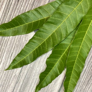 Mango Leaf Tea - Pure Herbal Tea Series by Palm Beach Herbals (30 Tea ...