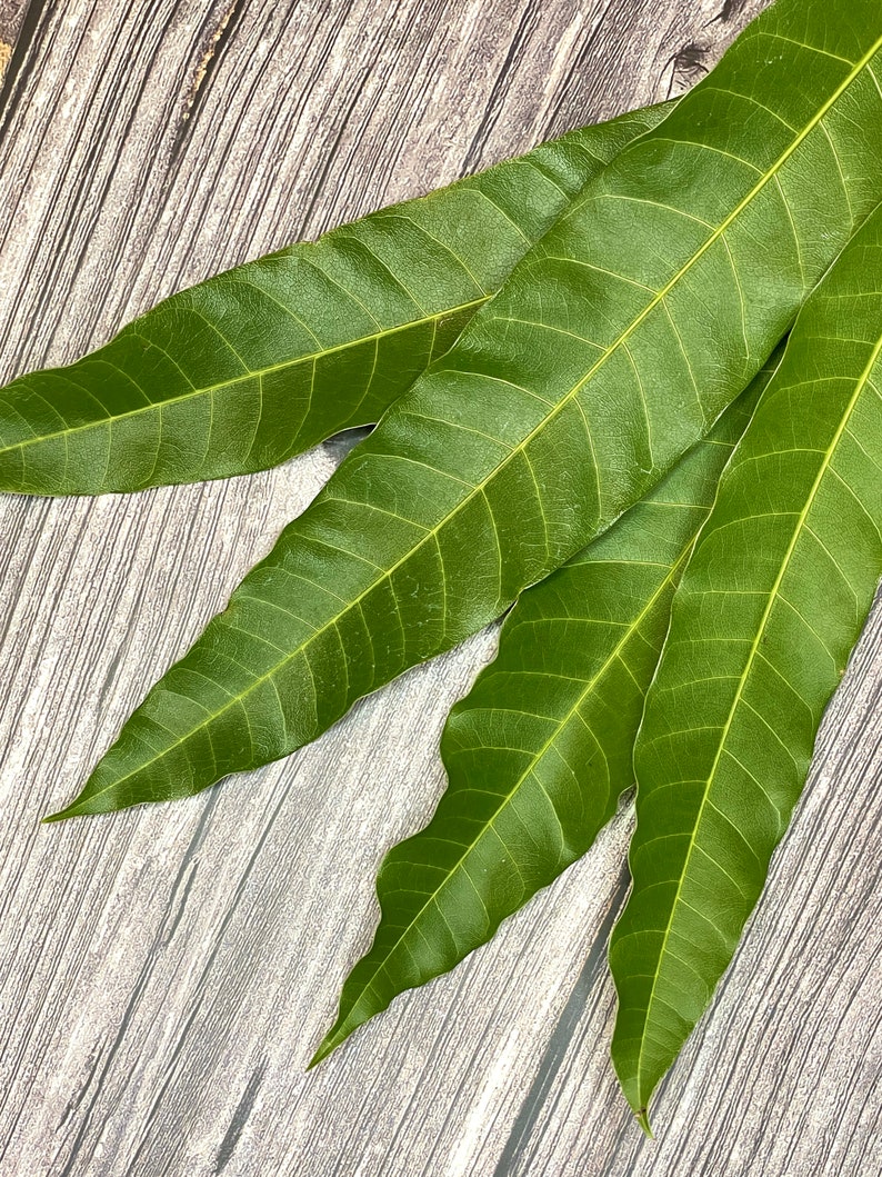 Mango Leaf Tea - Pure Herbal Tea Series by Palm Beach Herbals (30 Tea ...