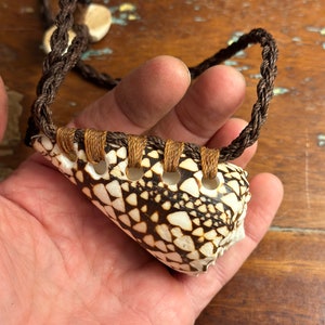 Hawaiian Banded Marble Cone Shell XL Men's or Women's - Etsy