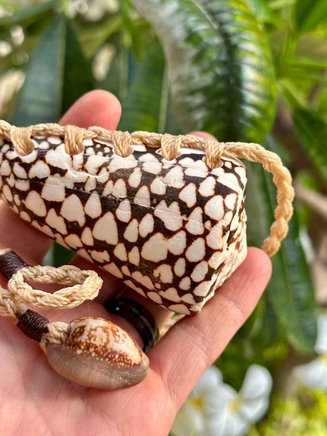 Hawaiian Marble Cone Shell and Cowrie Lei - Etsy