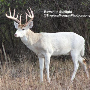 White Buck Assortment of Prints - Your Choice of One - Etsy