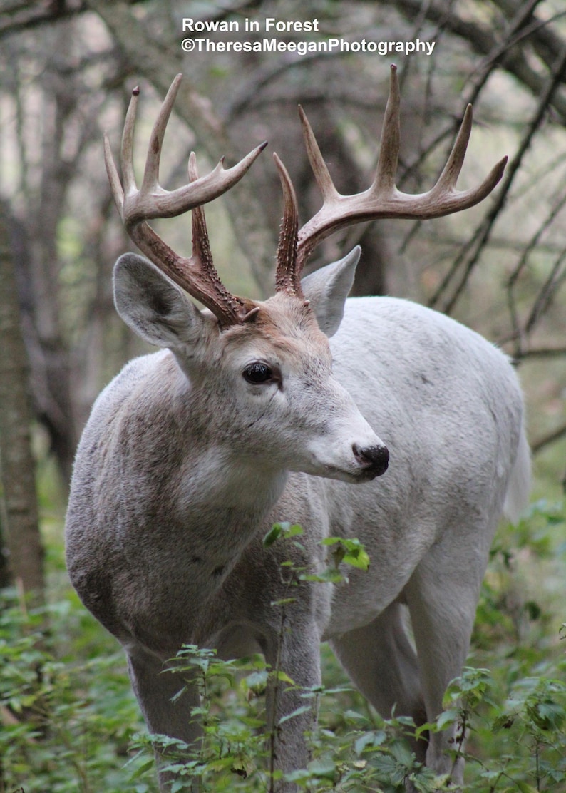 White Buck Assortment of Prints - Your Choice of One - Etsy