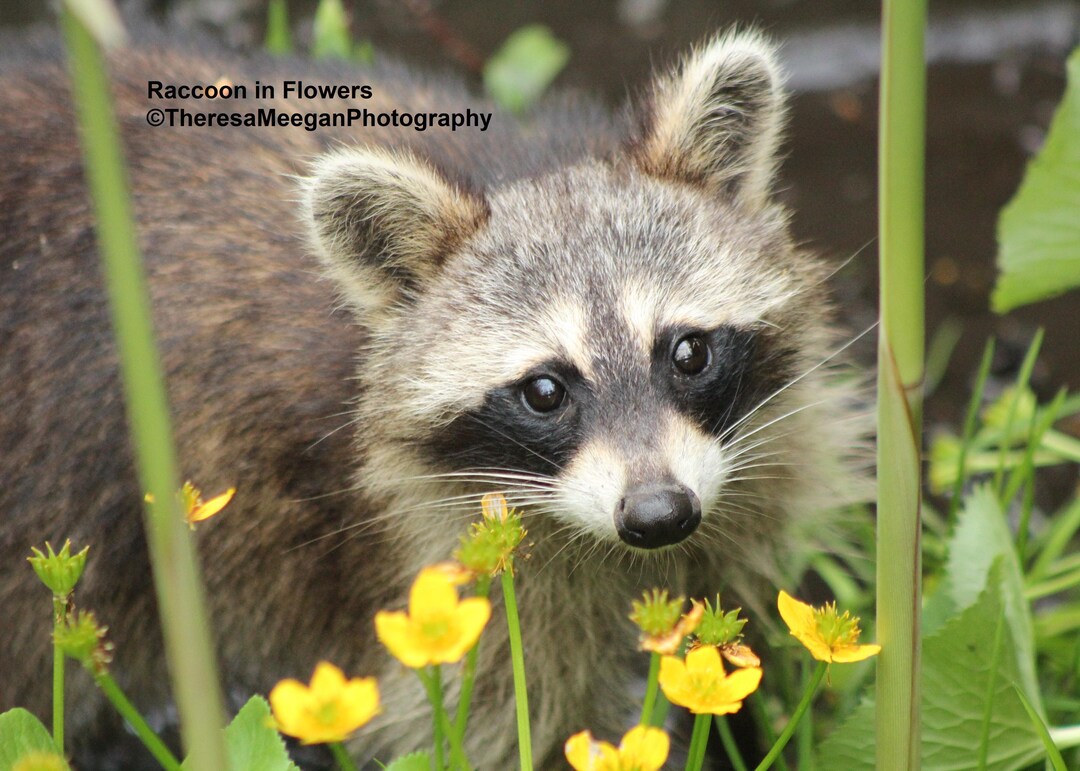 Raccoon, Beaver, Muskrat and Opossum Assortment of Prints - Your Choice ...