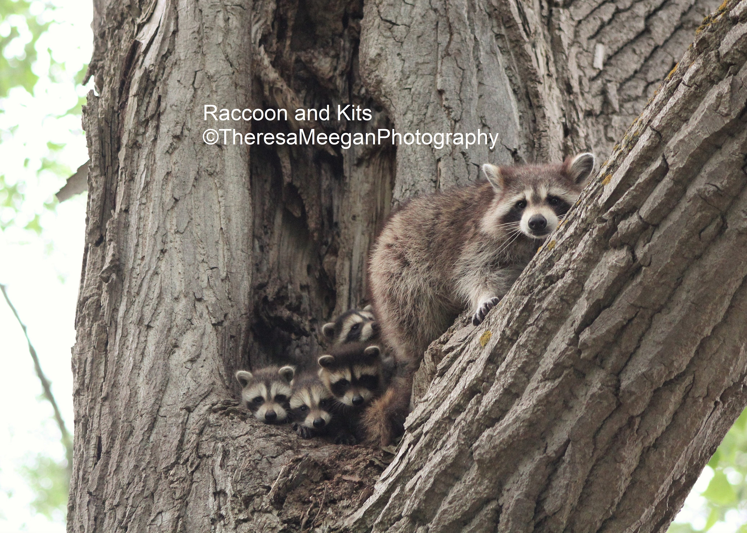 Raccoon and Beaver Assortment of Prints Your Choice of One | Etsy