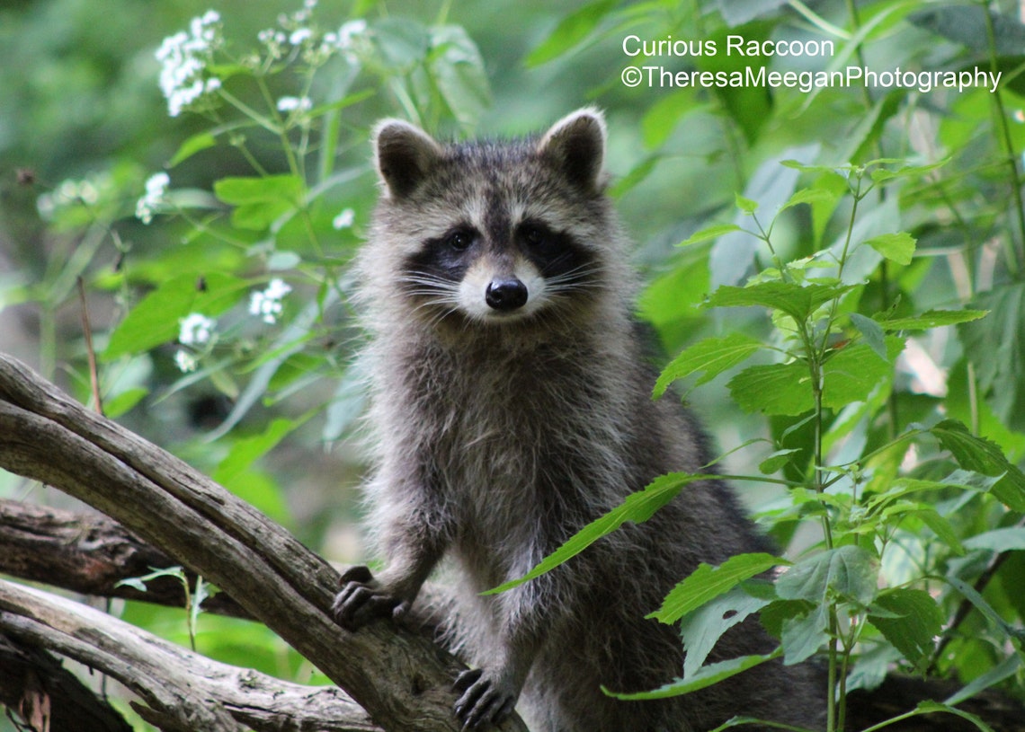 Raccoon and Beaver Assortment of Prints Your Choice of One - Etsy UK