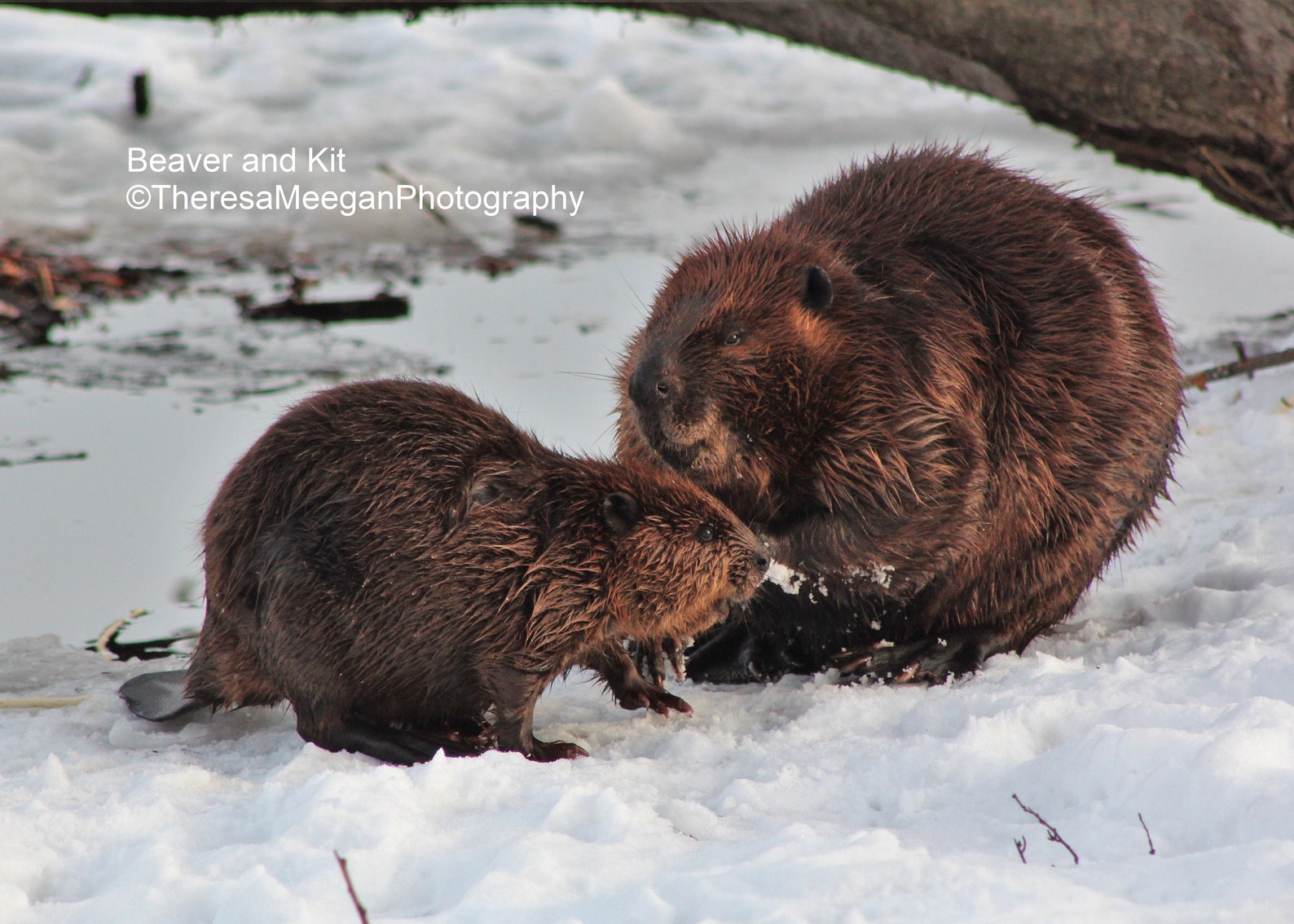 Raccoon and Beaver Assortment of Prints Your Choice of One - Etsy UK