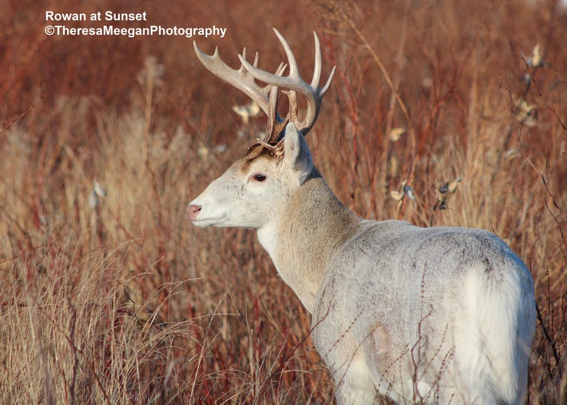 White Buck Assortment of Prints - Your Choice of One - Etsy