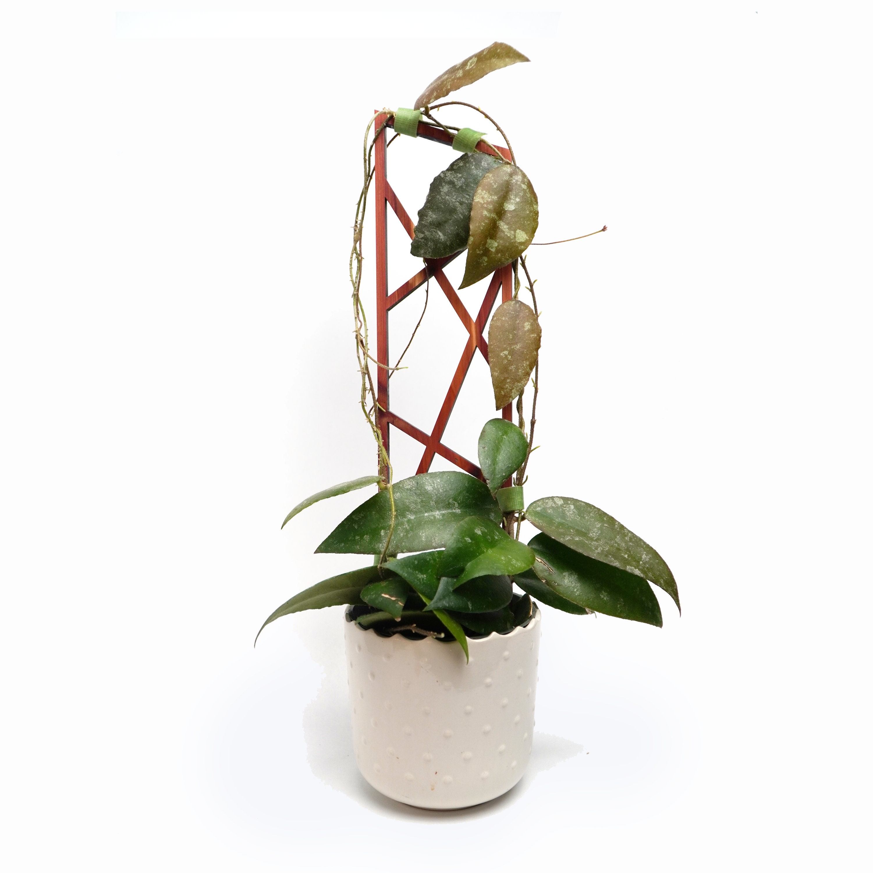 Angular Indoor Plant Trellis - Etsy