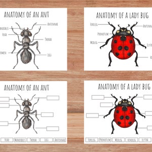 Insect Learning Bundle, Prek/kindergarten Bug Worksheets, Printable ...