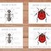 Insect Learning Bundle, Prek/kindergarten Bug Worksheets, Printable ...