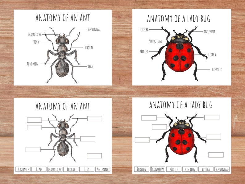 Insect Learning Bundle, Prek/kindergarten Bug Worksheets, Printable ...