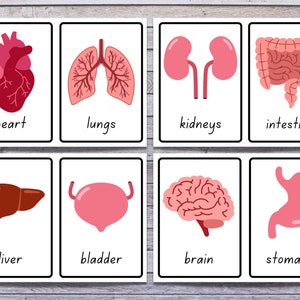 Human Anatomy Activity, Homeschool Montessori Flashcards, Printable ...