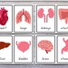 Human Anatomy Activity, Homeschool Montessori Flashcards, Printable ...