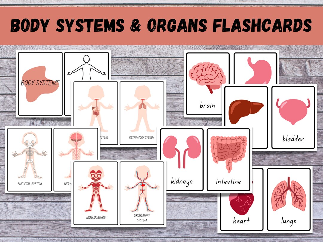 Human Anatomy Activity, Homeschool Montessori Flashcards, Printable ...