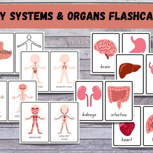Human Anatomy Activity, Homeschool Montessori Flashcards, Printable ...